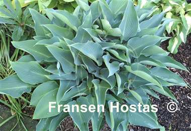 Hosta Blue Arrow - Fransen Hostas